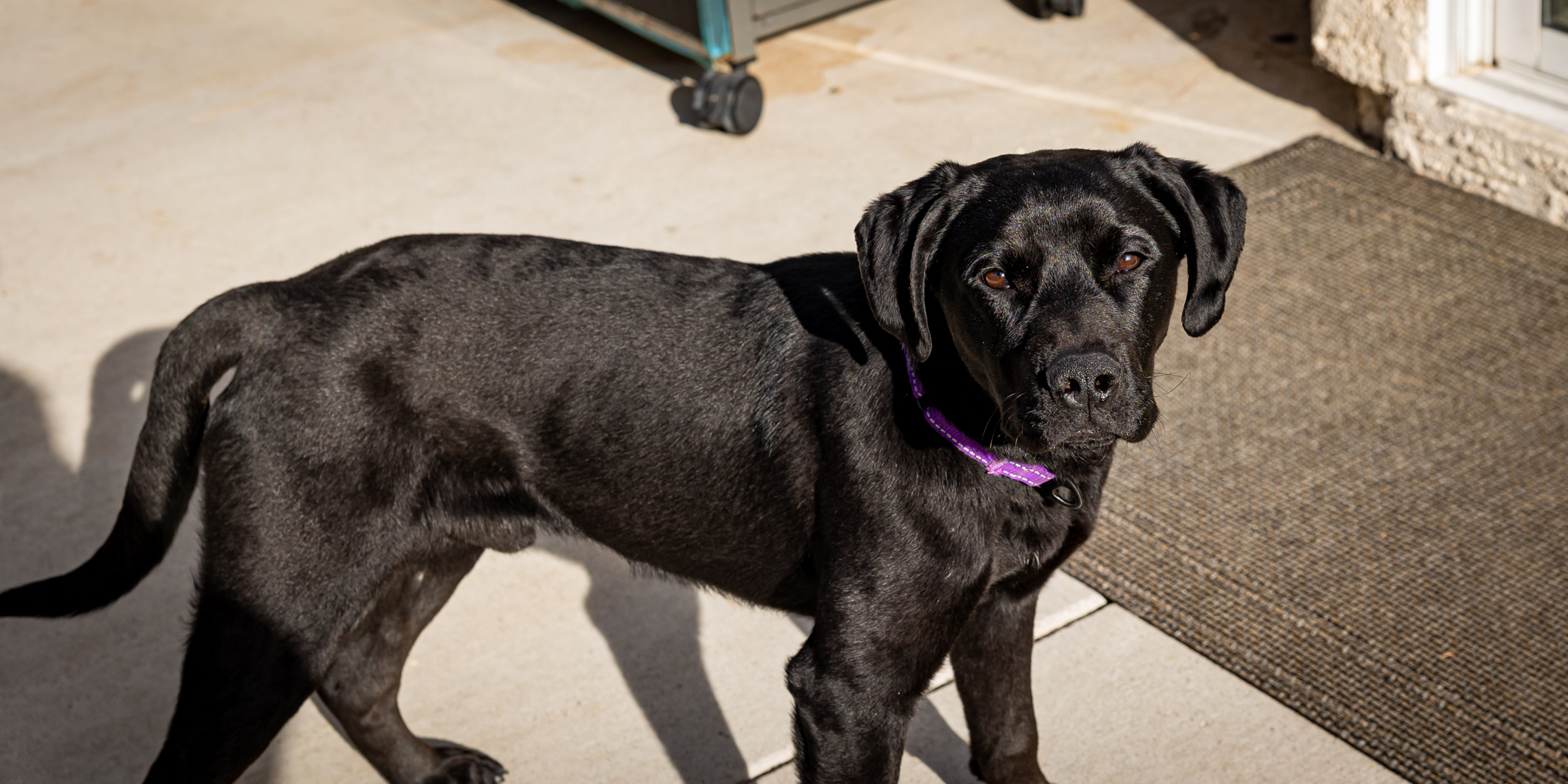 Adopted: Canyon a 1 year old Black Male Labrador